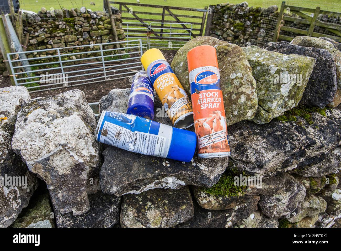 Spray for sheep husbandry general identification hi-res stock ...