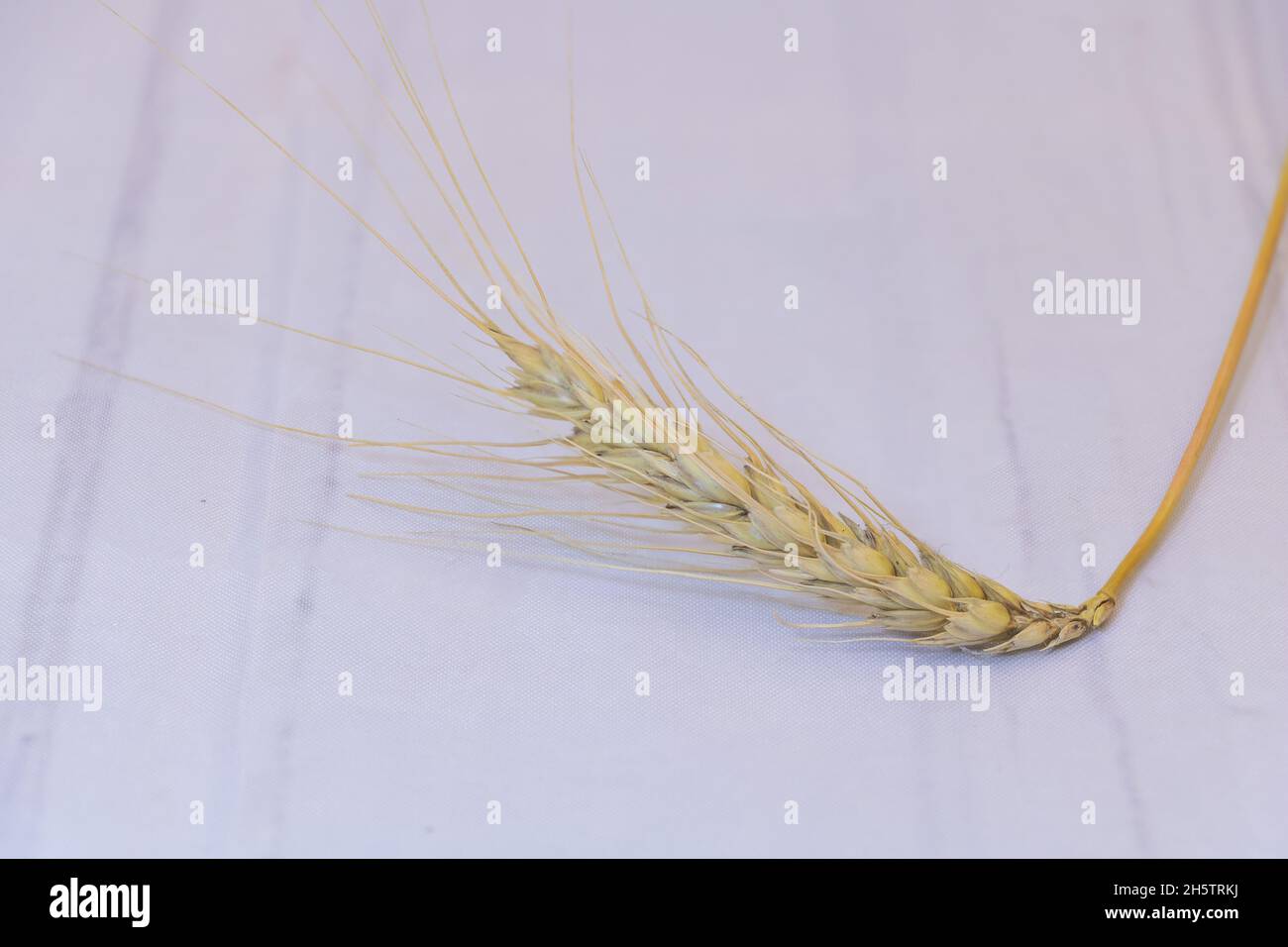 Single dry wheat spike hi-res stock photography and images - Alamy