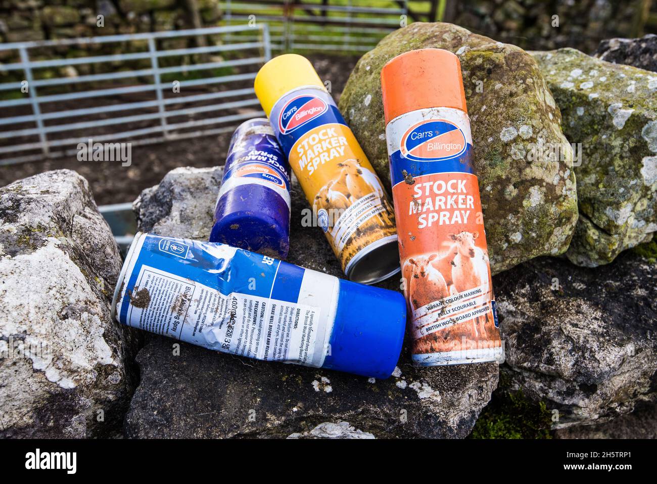 Spray for sheep husbandry general identification hi-res stock ...