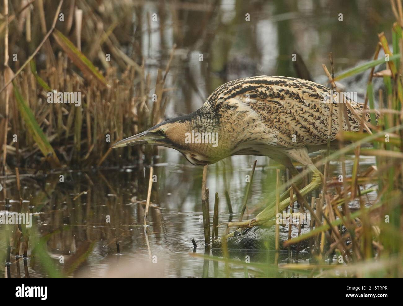 A rare Bittern, Botaurus stellaris, hunting for fish in a reed bed ...