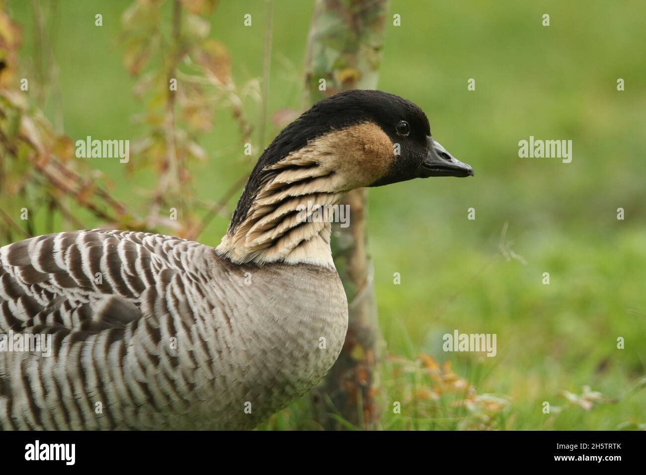 A head shot of an endangered Hawaiian Nene Goose, Branta sandvicensis ...