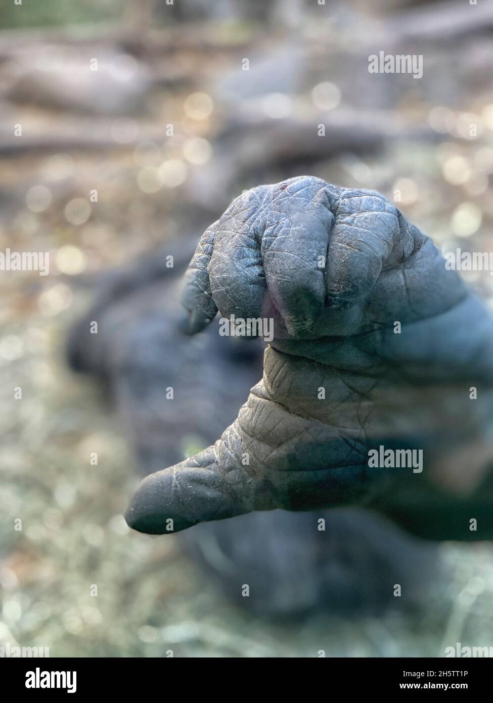 Primate foot anatomy hi-res stock photography and images - Alamy