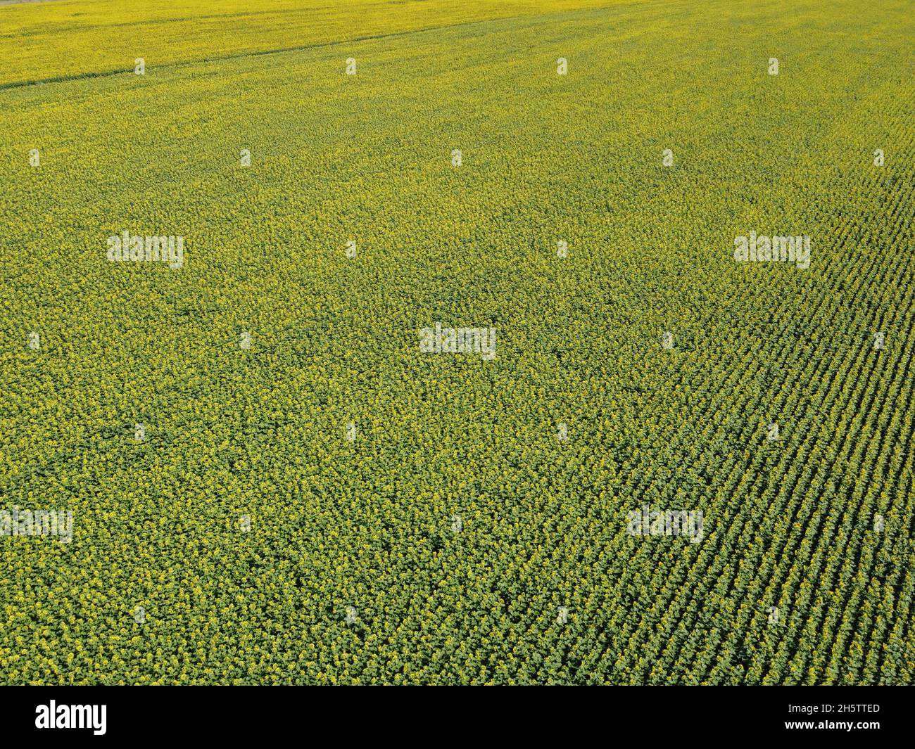 Sunflower field on a summer day, aerial view Stock Photo - Alamy