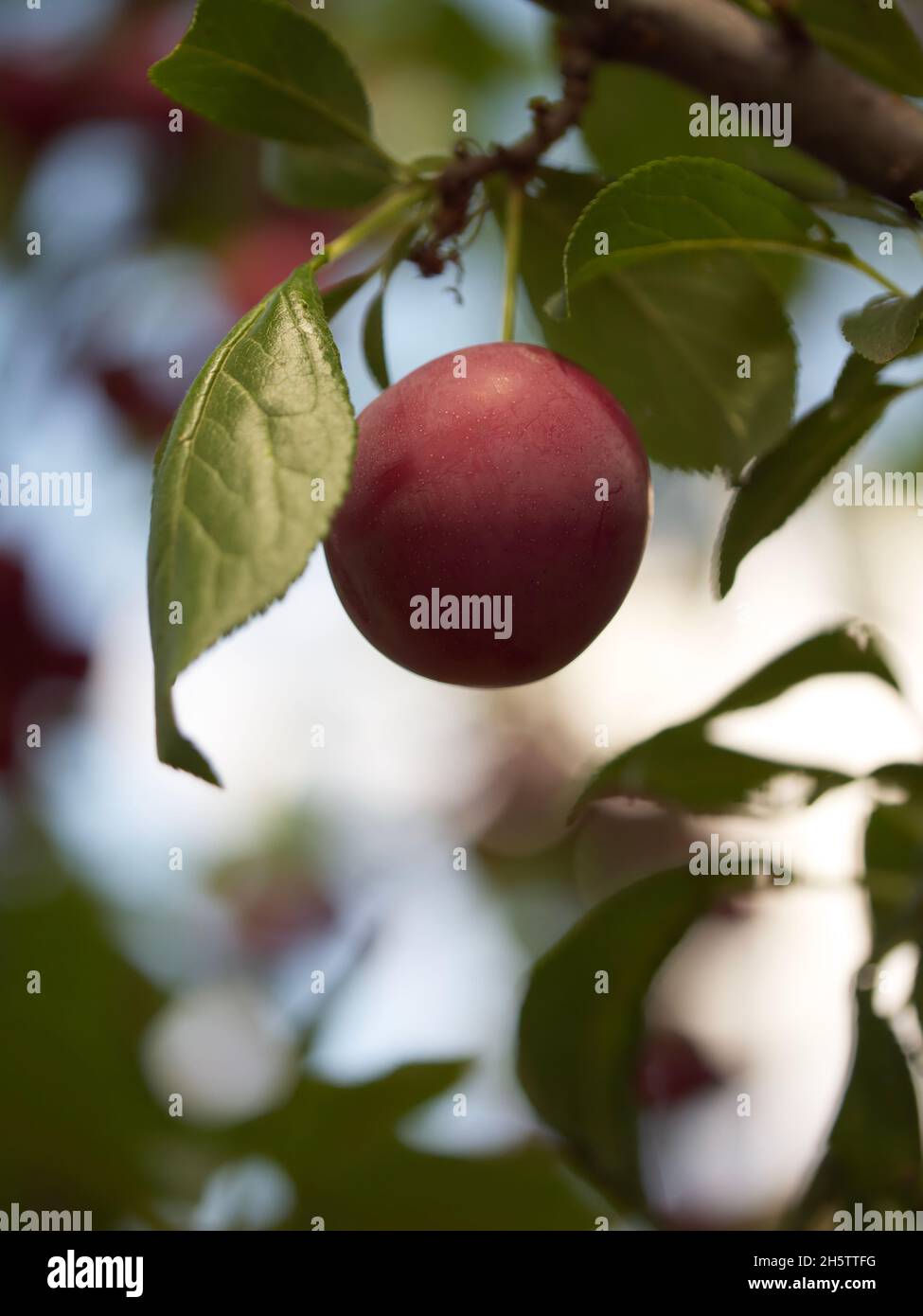 A berry of a ripe red cherry plum on a branch, close-up Stock Photo - Alamy