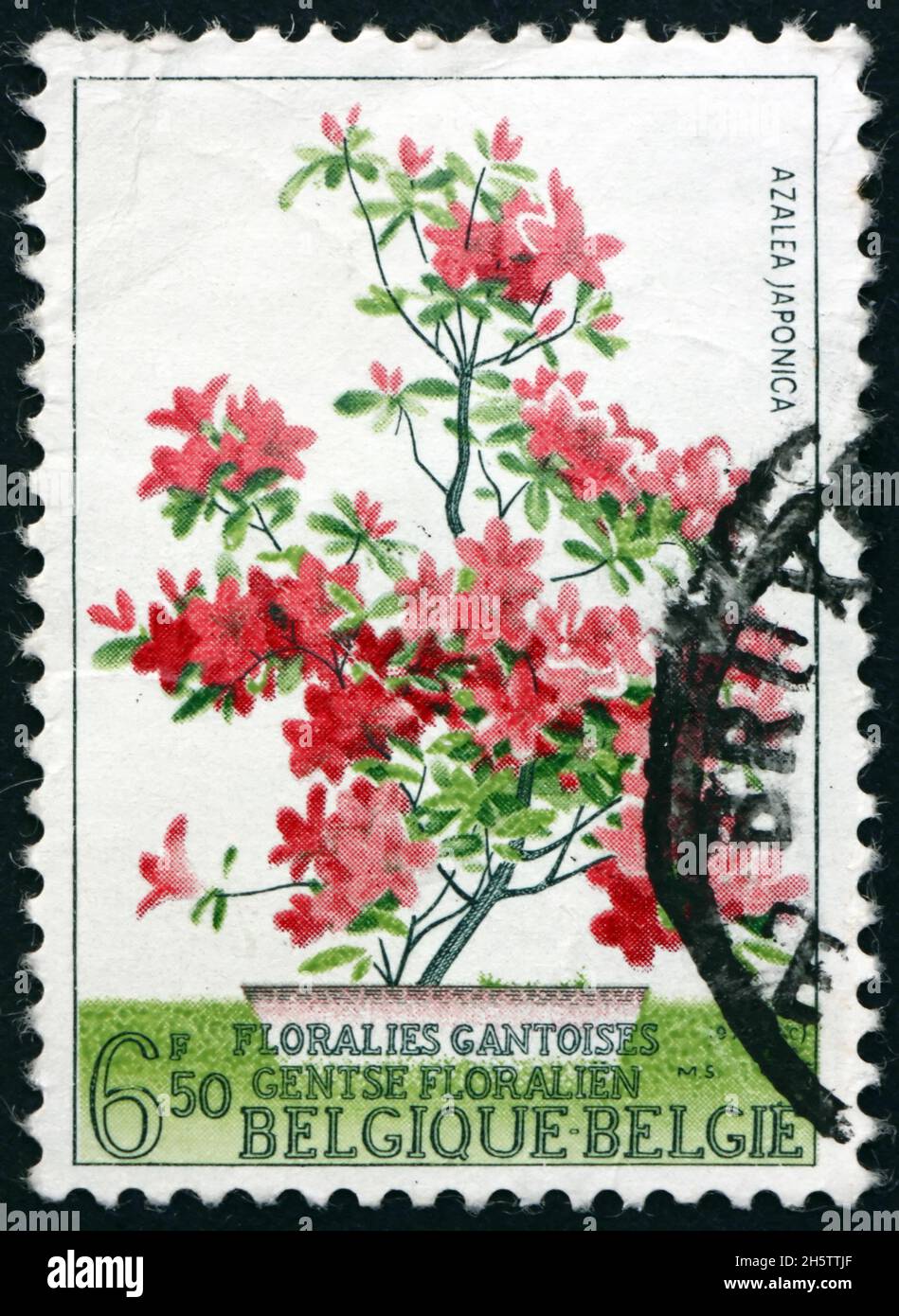 Azalea japonica hi-res stock photography and images - Alamy