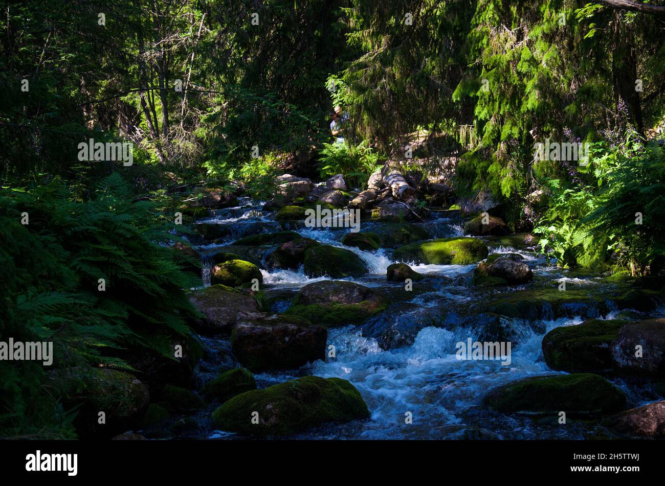River flowing in a dense forest Stock Photo - Alamy