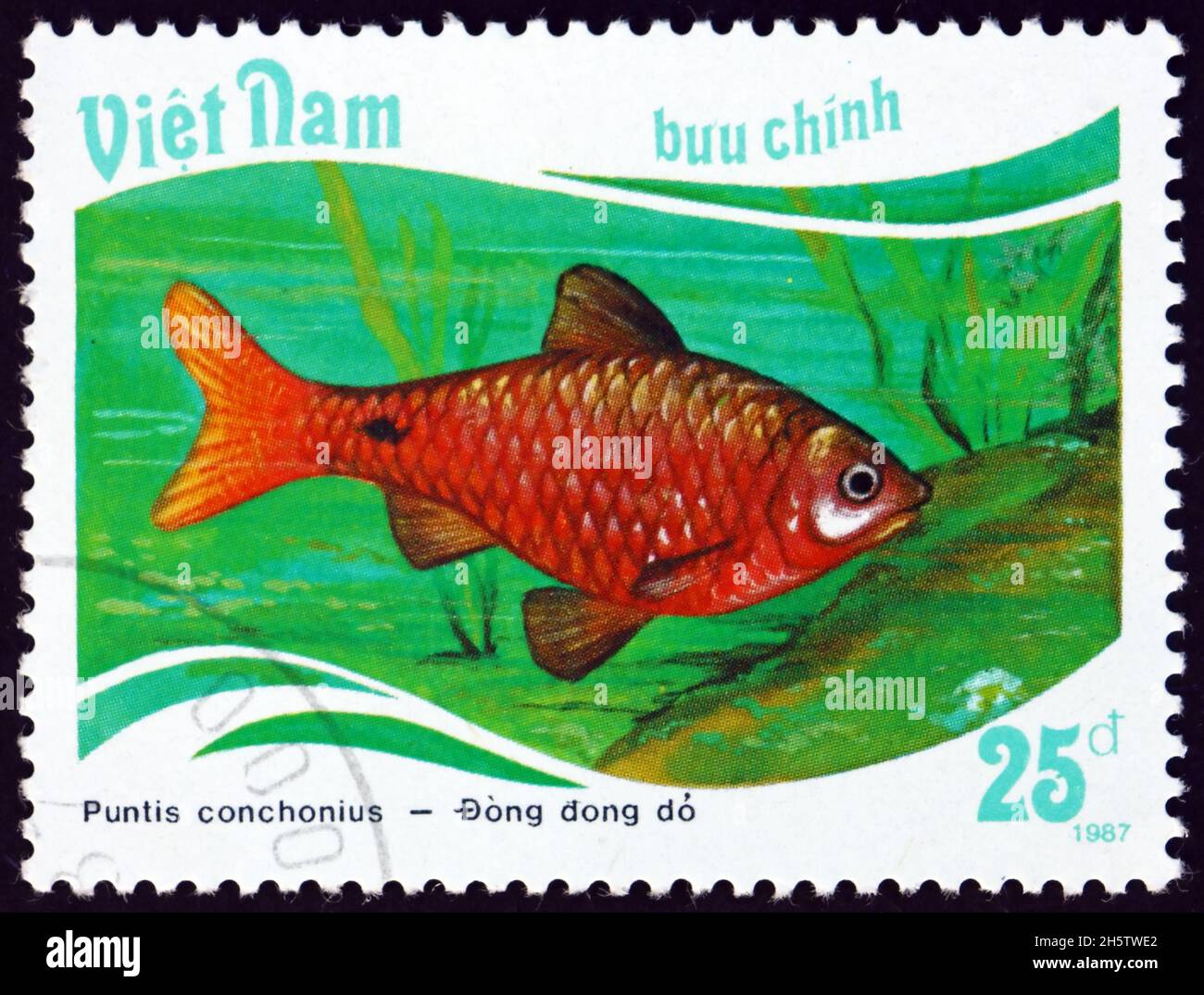 VIETNAM - CIRCA 1988: a stamp printed in Vietnam shows rosy barb ...