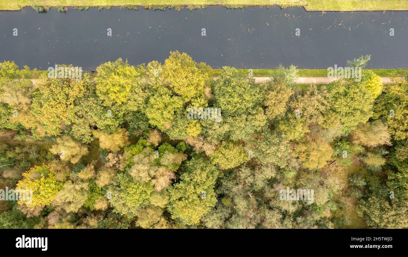 Directly above aerial drone full frame shot of green emerald pine ...