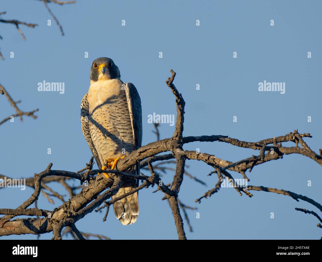 A peregrine falcon (Falco peregrinus) perches on a branch and looks ...