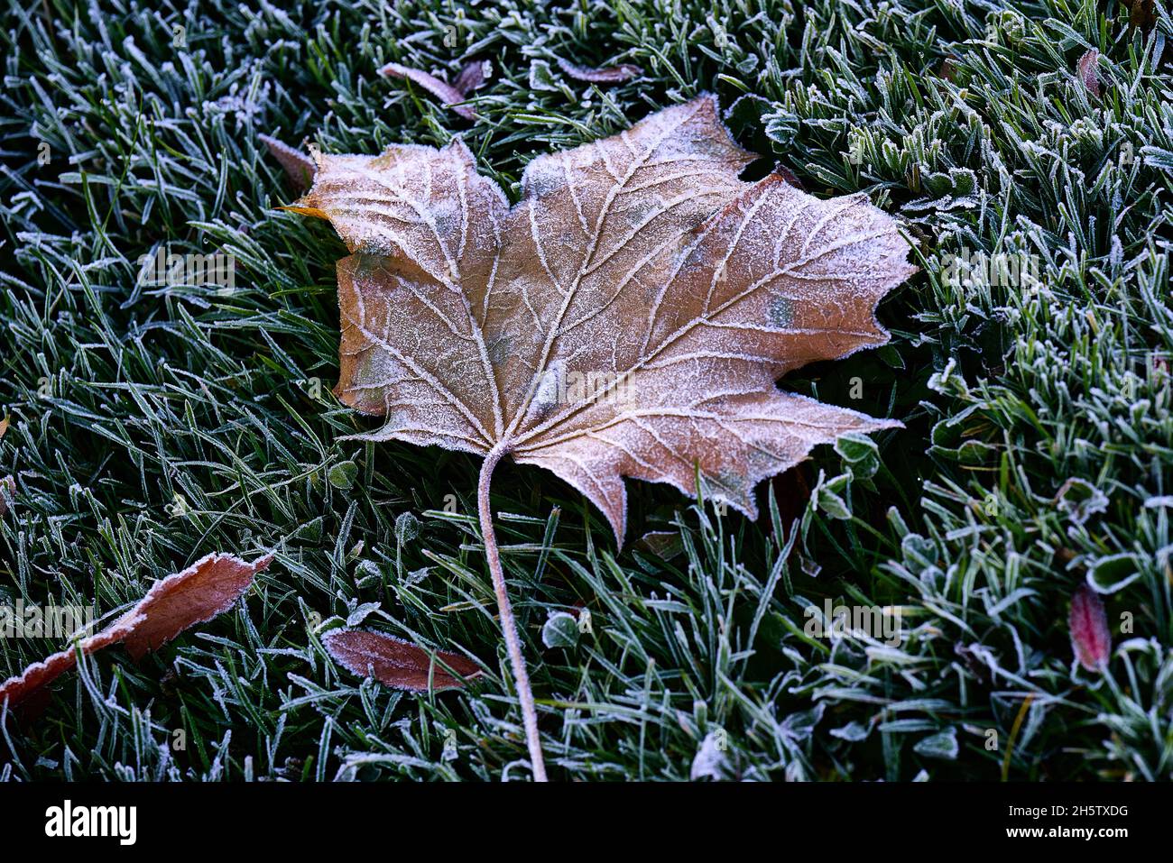 Fallen leaf during the fall and covered with a layer of frost Stock ...
