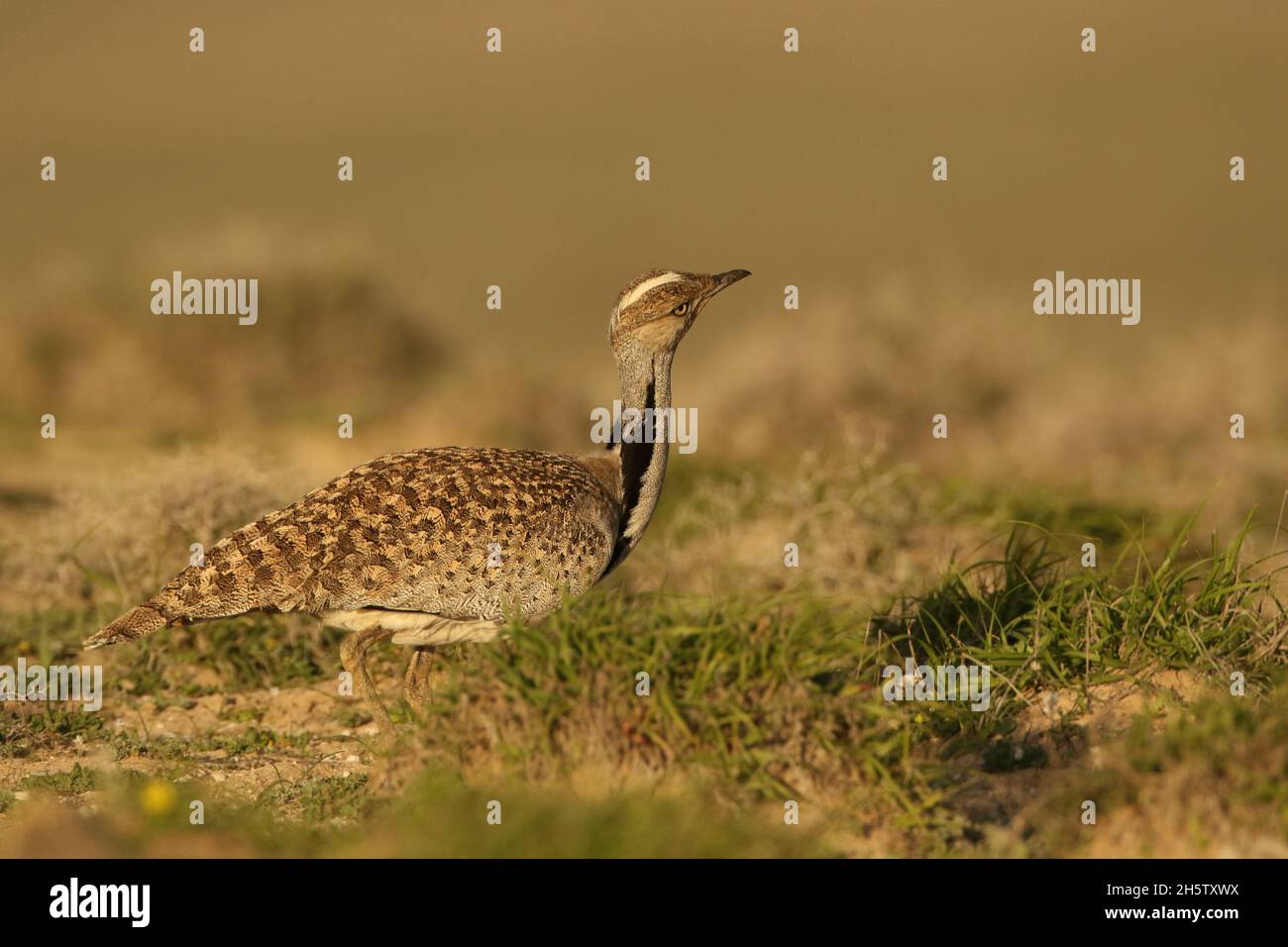 Houbara bustard hunting hi-res stock photography and images - Alamy
