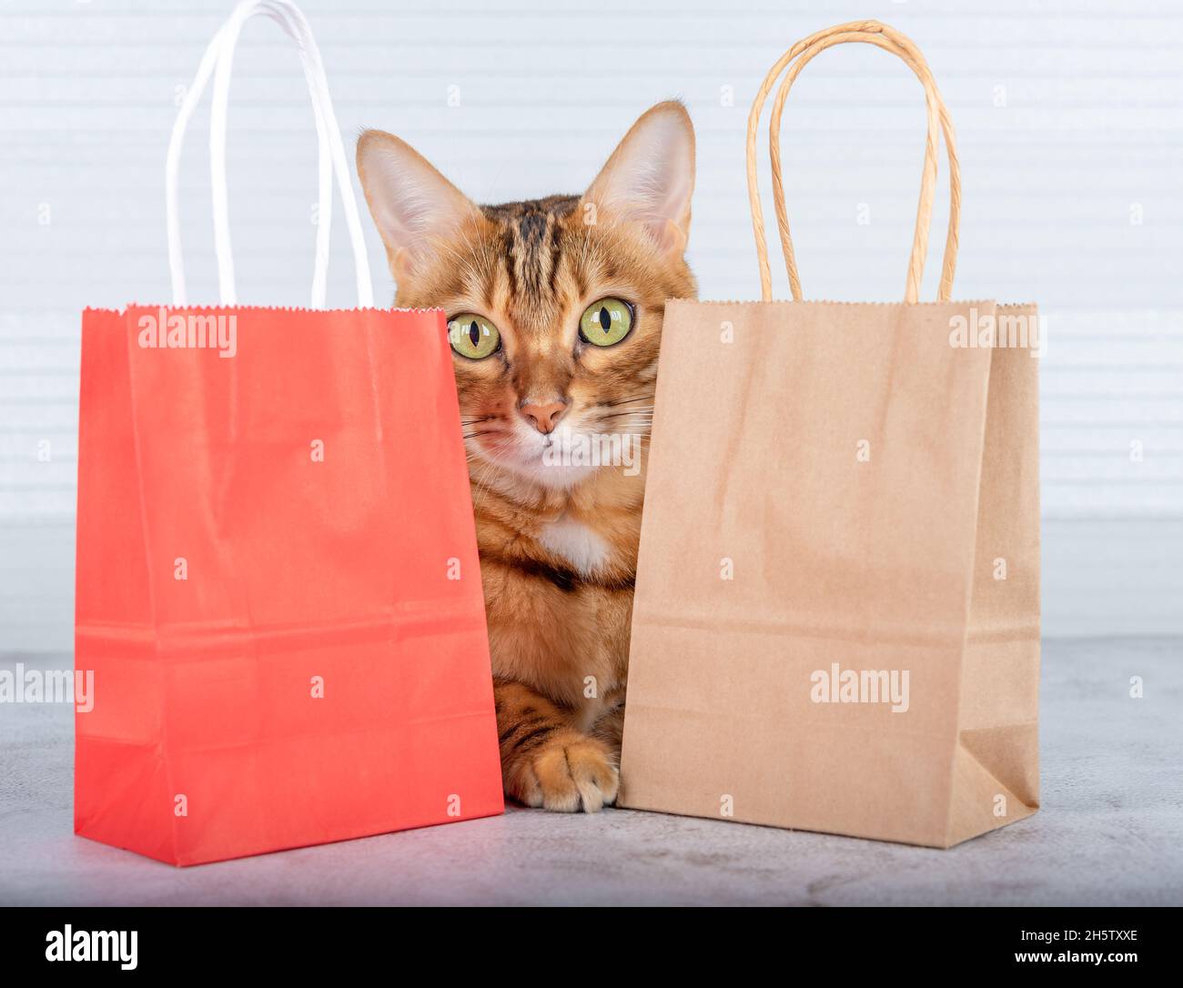 Bengal cat looks out between shopping bags. Shopping concept Stock ...