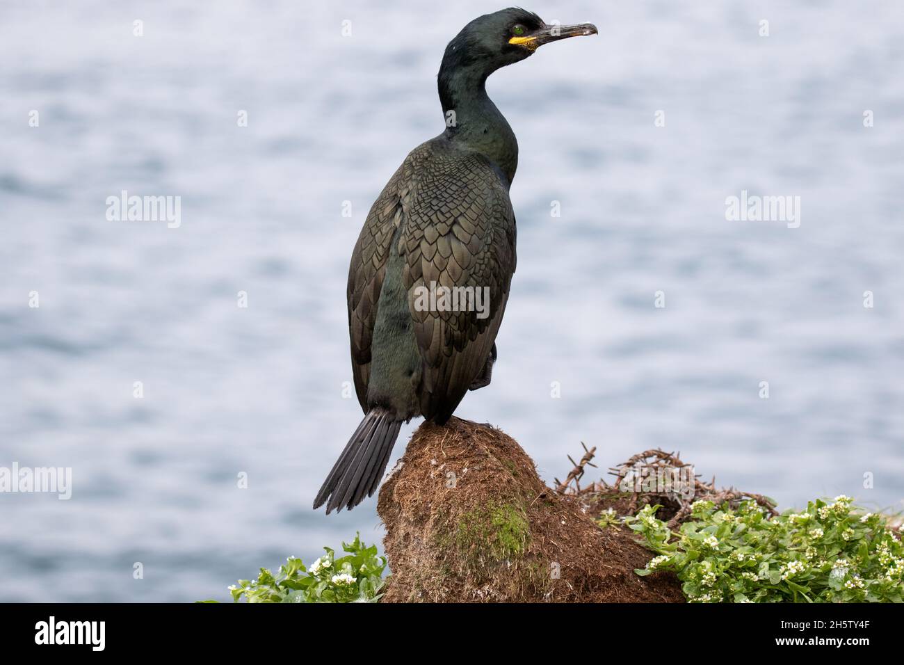 Shag and cormorants hi-res stock photography and images - Alamy
