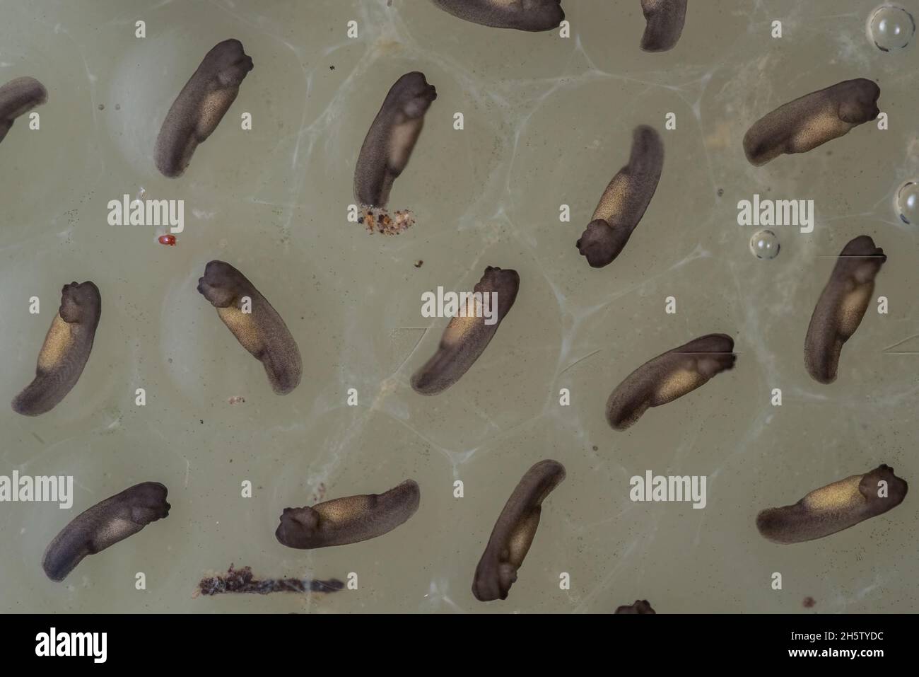 Life cycle amphibians hi-res stock photography and images - Alamy