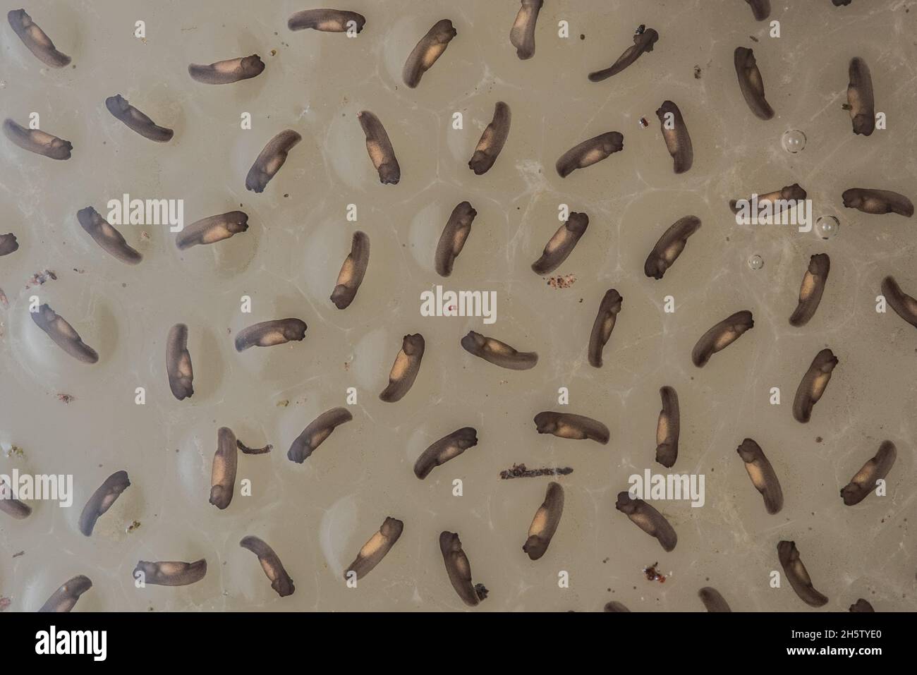 Spawn in early stage hi-res stock photography and images - Alamy