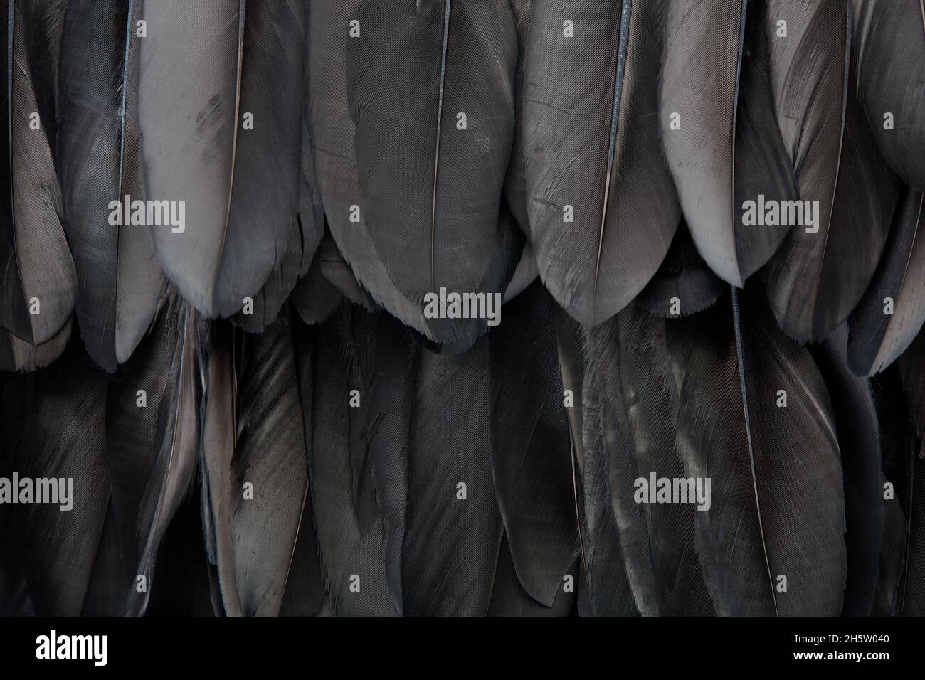 Black crow feathers texture background Stock Photo - Alamy