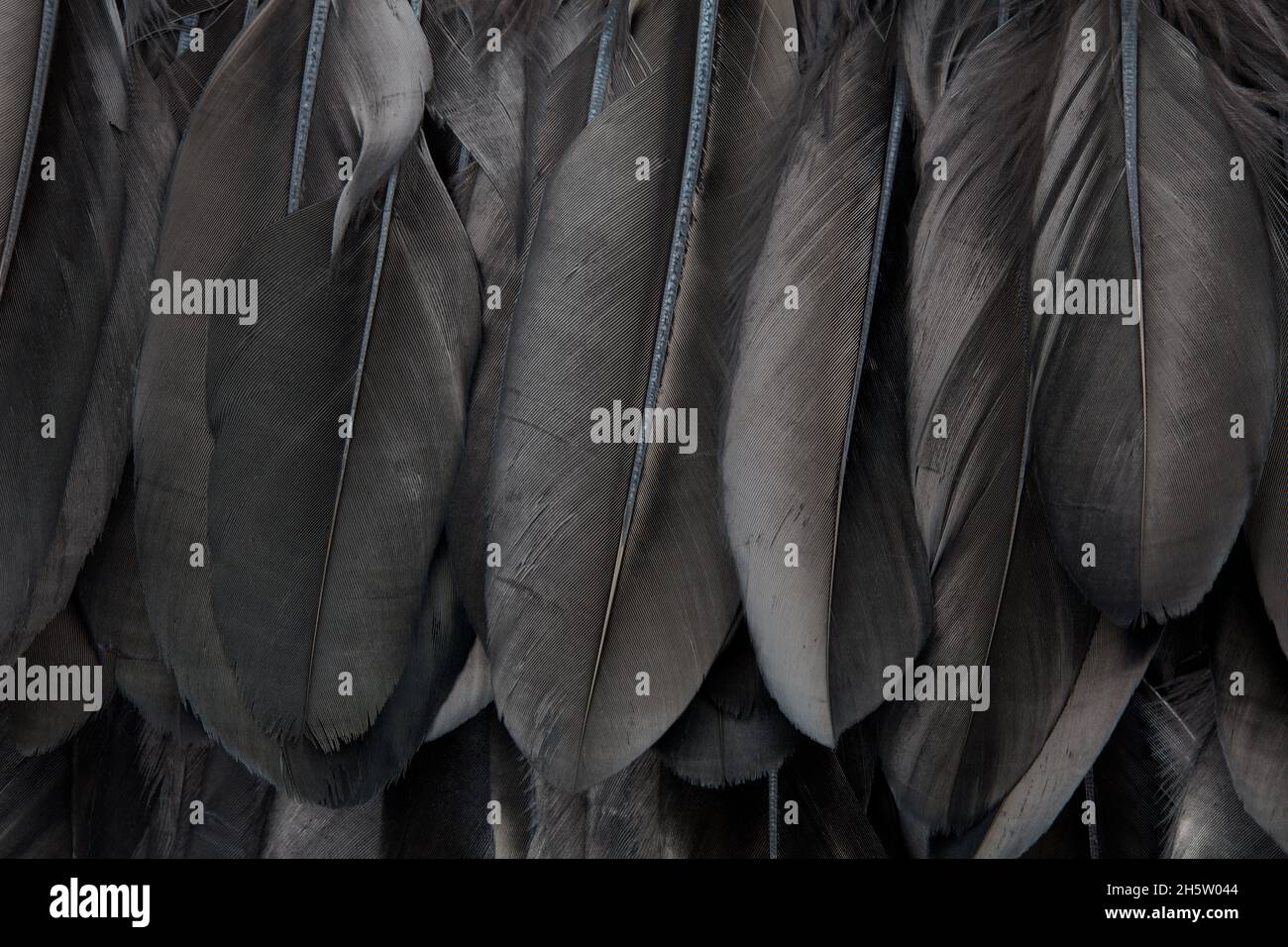 Feathers hi-res stock photography and images - Alamy