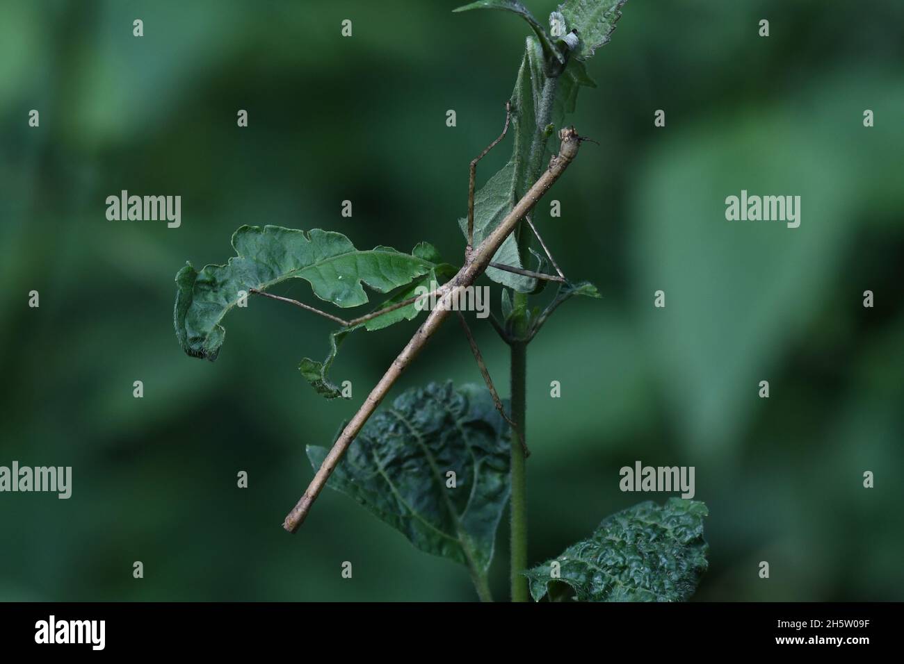 Wildlife of thailad hi-res stock photography and images - Alamy