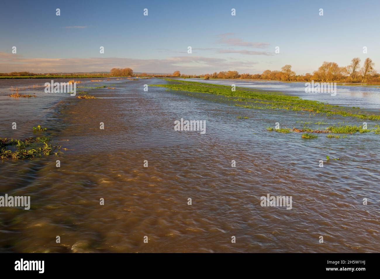 Aller common moor hi-res stock photography and images - Alamy