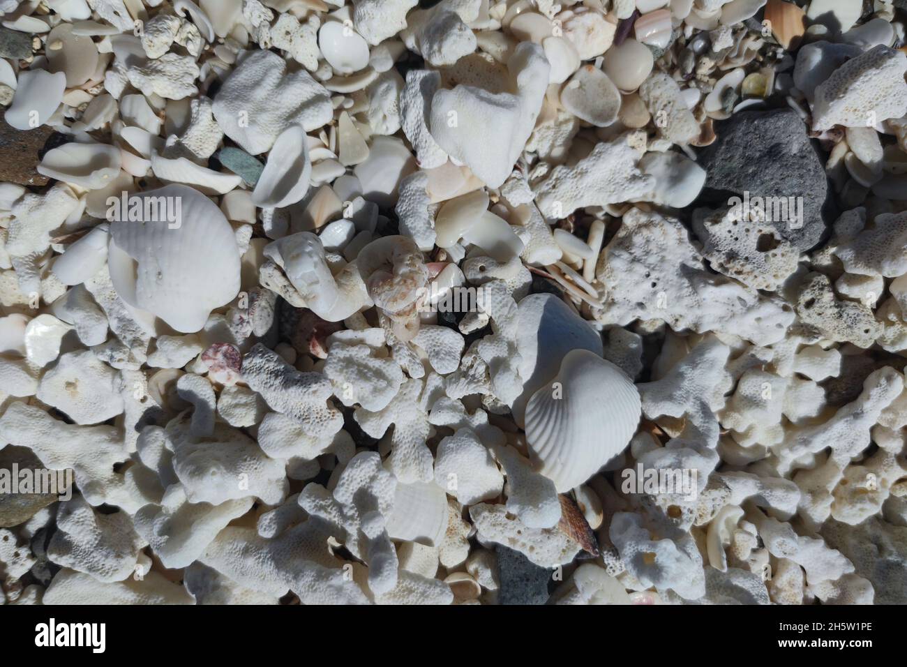 many shell on a beach detail Stock Photo - Alamy