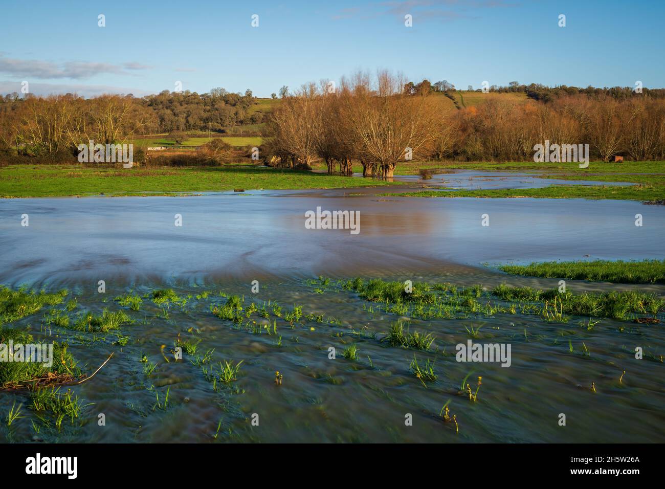 Aller common moor hi-res stock photography and images - Alamy