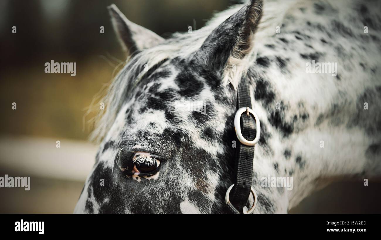 Dappled Appaloosa Horse