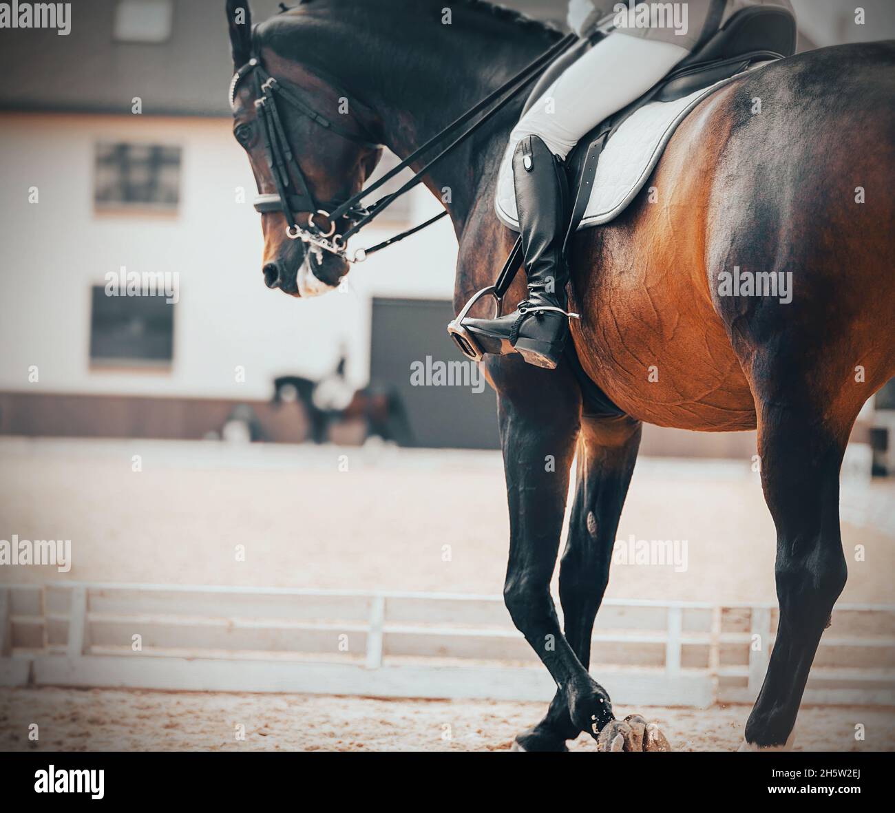 A beautiful bay horse with a rider in the saddle is trotting around the ...