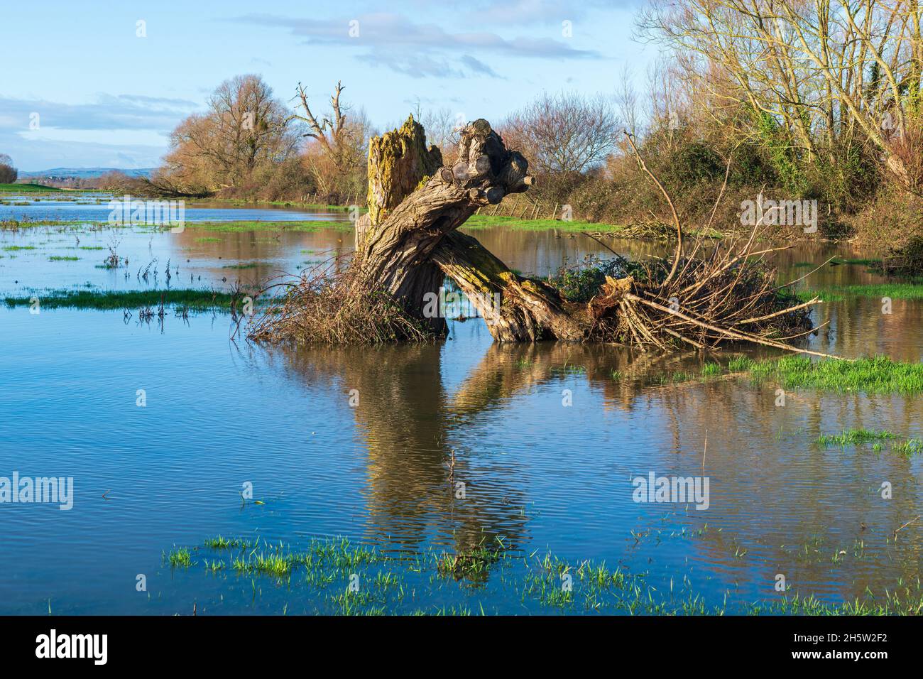 Aller common moor hi-res stock photography and images - Alamy