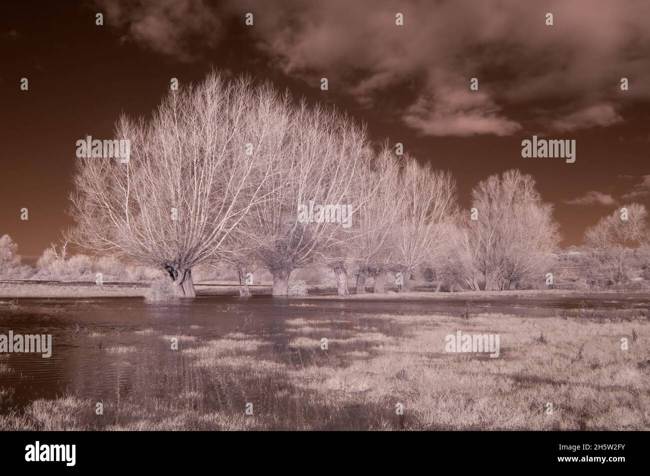 Aller common moor hi-res stock photography and images - Alamy