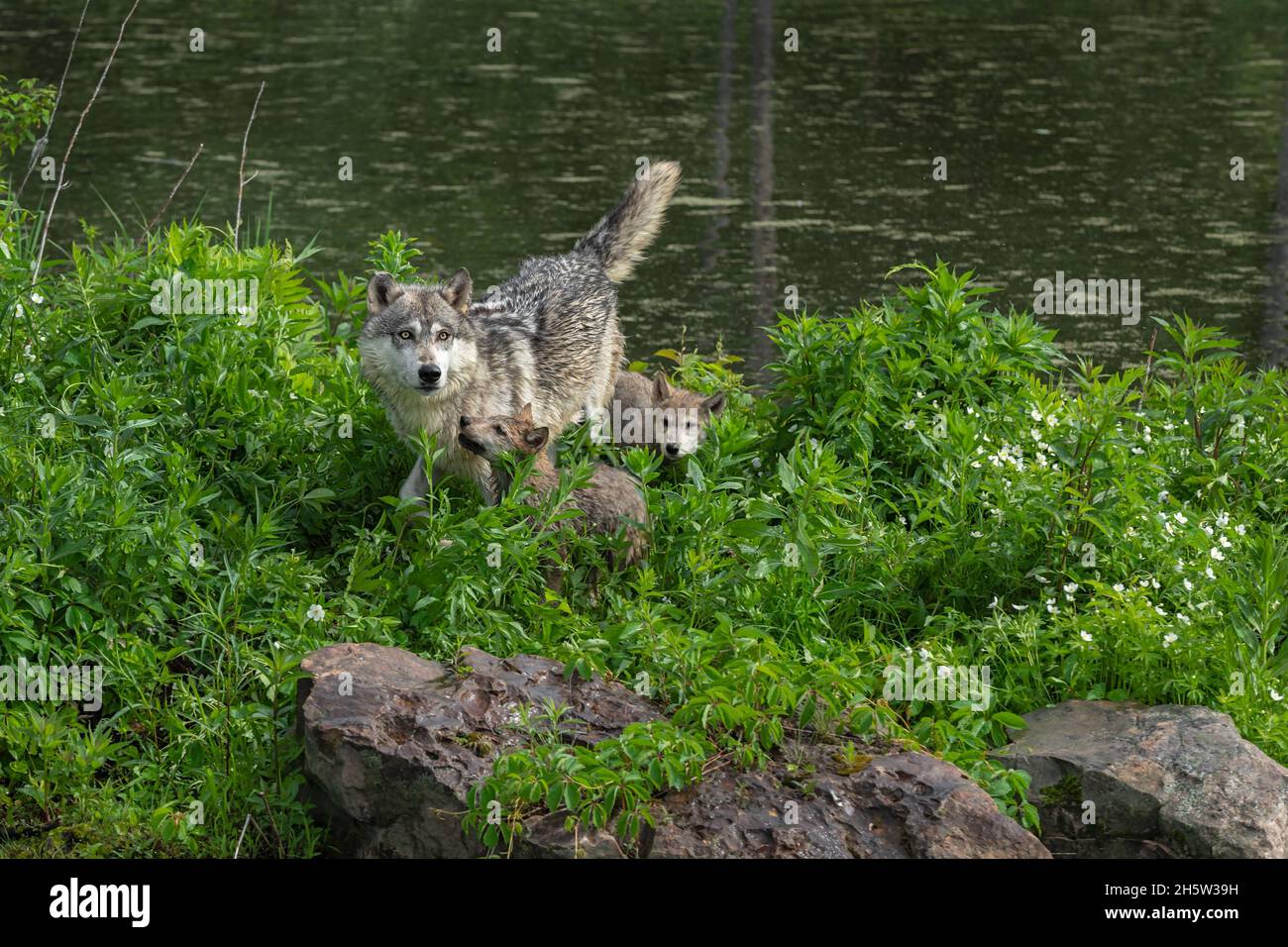 Grey Wolf (Canis lupus) and Pups Tail Up Summer - captive animals Stock ...