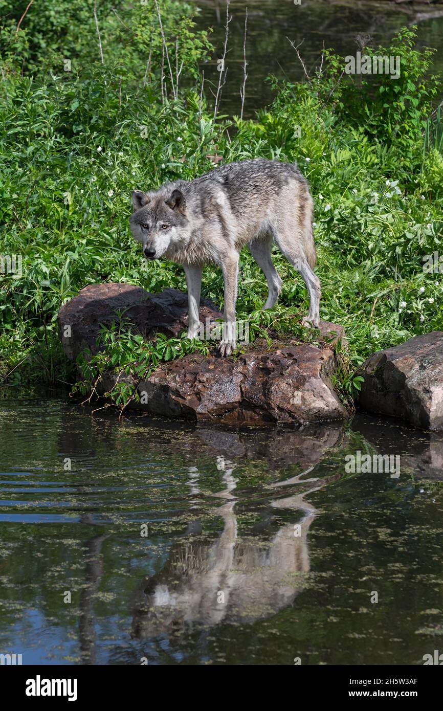 Grey Wolf (Canis lupus) at Edge of Pond Reflected Summer - captive ...