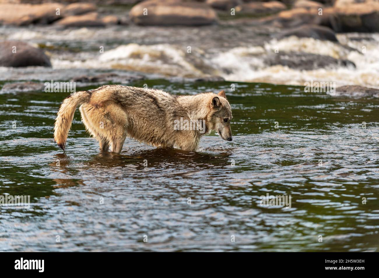 Grey Wolf (Canis lupus) Stands in River Summer Stock Photo - Alamy