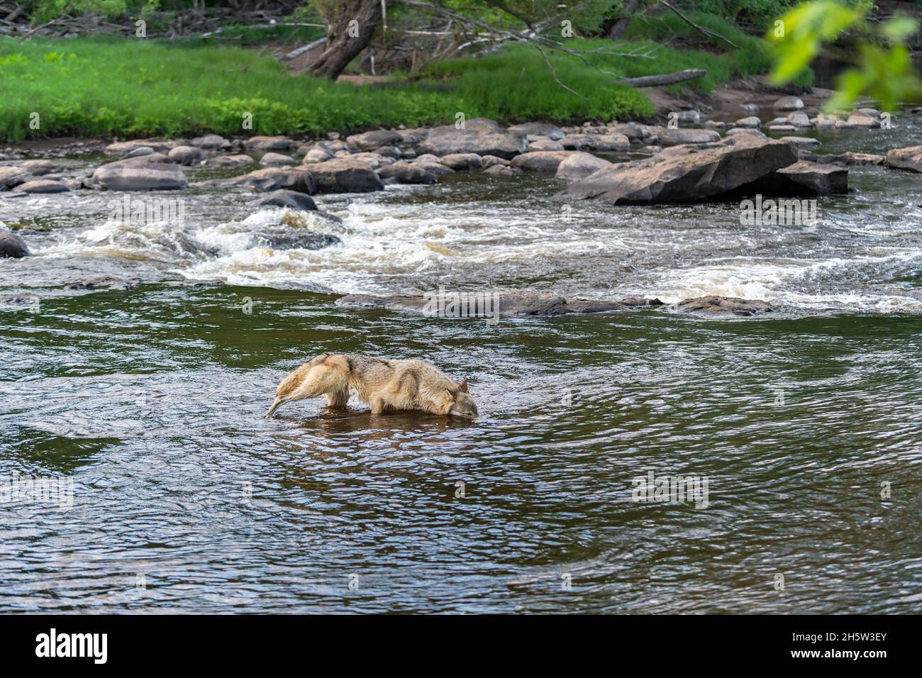 Grey Wolf (Canis lupus) Walks Through River Nose in Water Summer ...