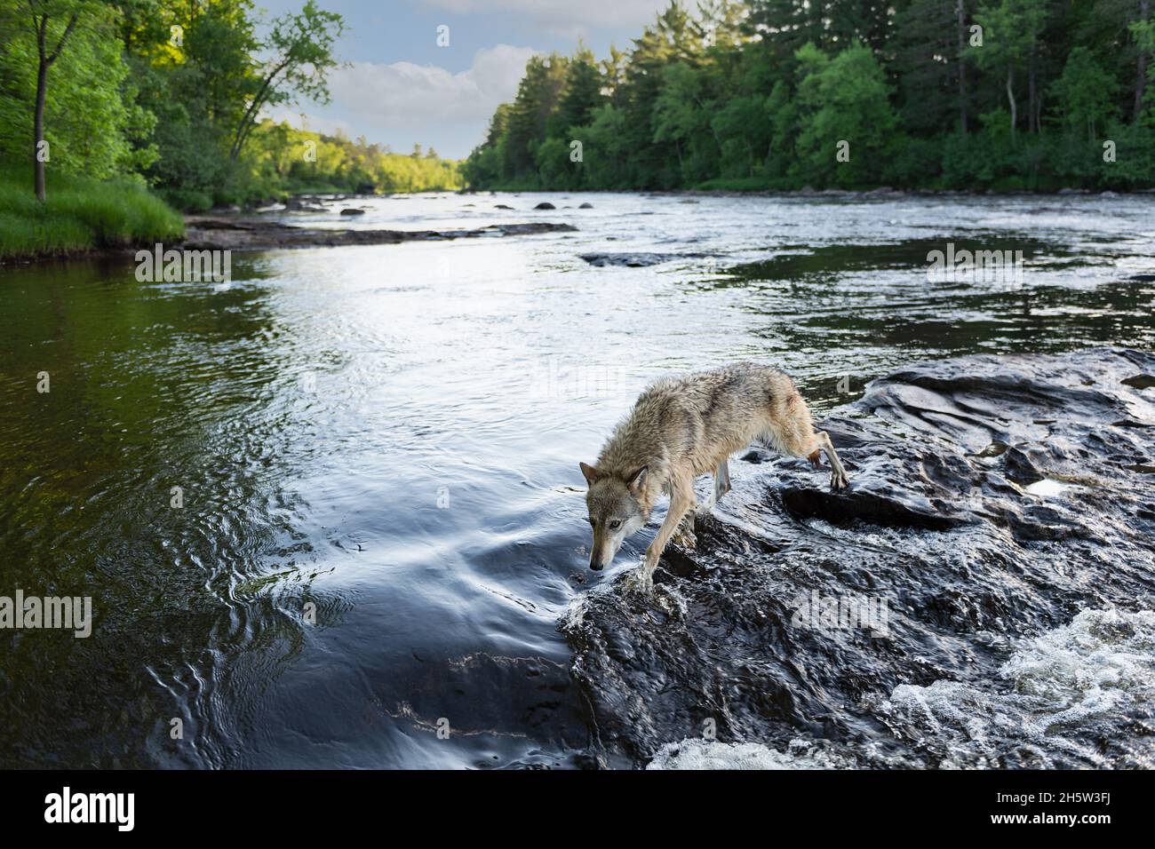 Grey Wolf (Canis lupus) Walks Along Top of River Rapids Summer ...