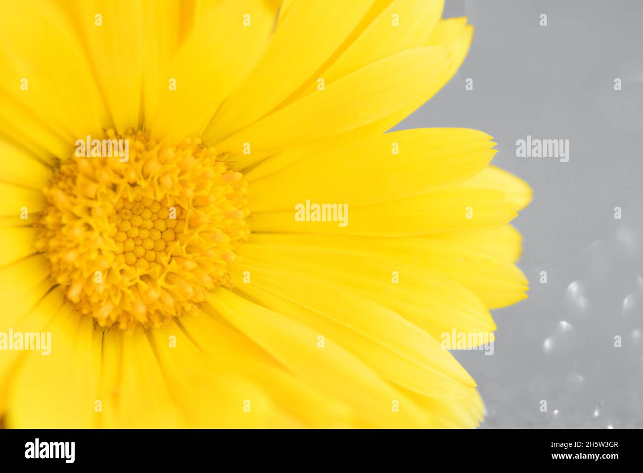 Gray And Yellow Daisy Clip Art