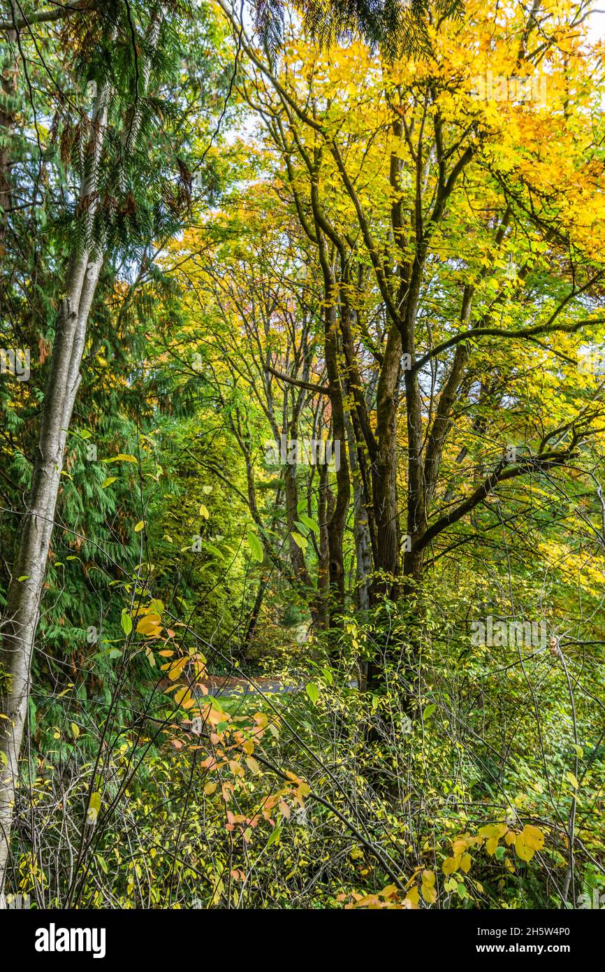 An photo of autumn trees in Washington Park Arboretum Stock Photo - Alamy