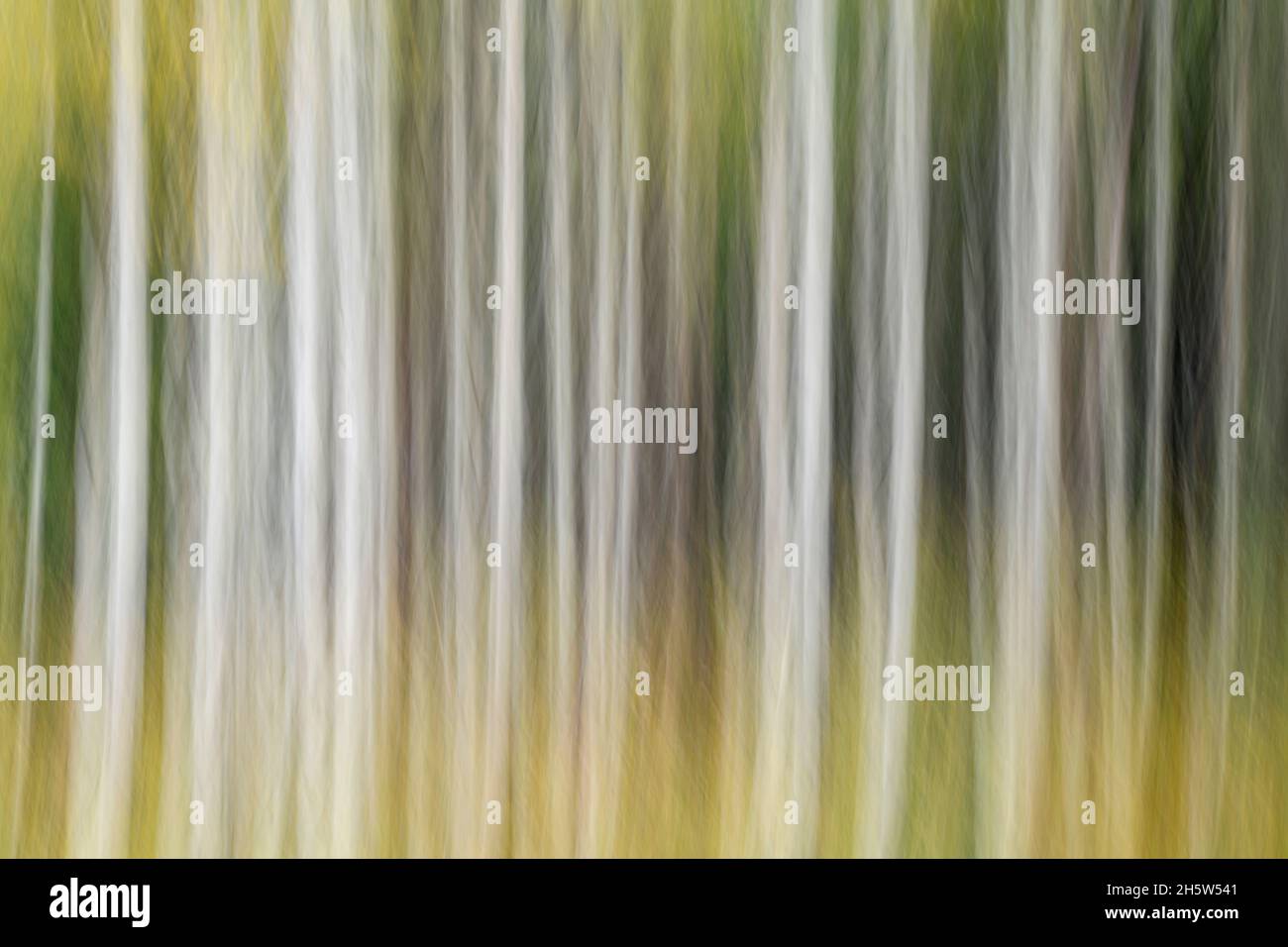 Aspen tree trunks, Banff National Park, Alberta, Canada Stock Photo - Alamy