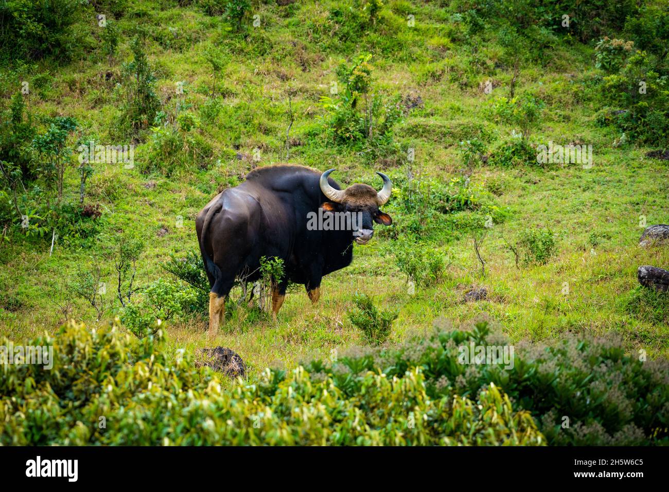 The gaur, also known as the Indian bison, is a bovine native to South ...