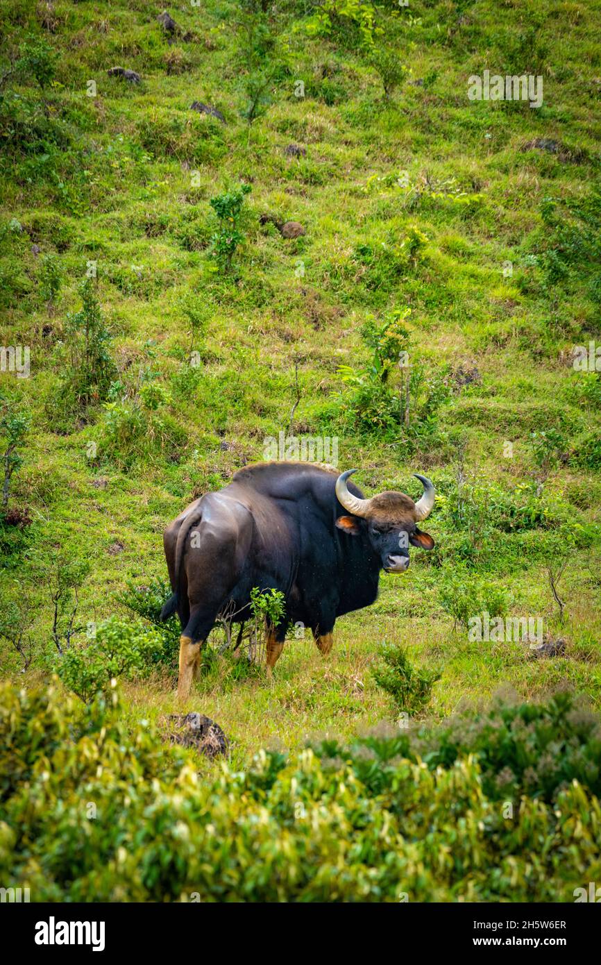 Trekking western ghats hi-res stock photography and images - Alamy