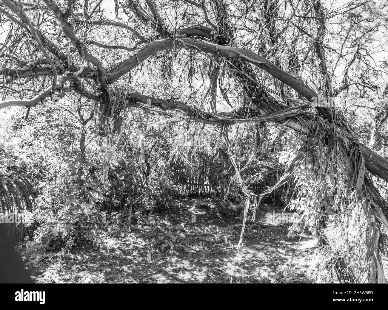 Spooky tree hi-res stock photography and images - Alamy