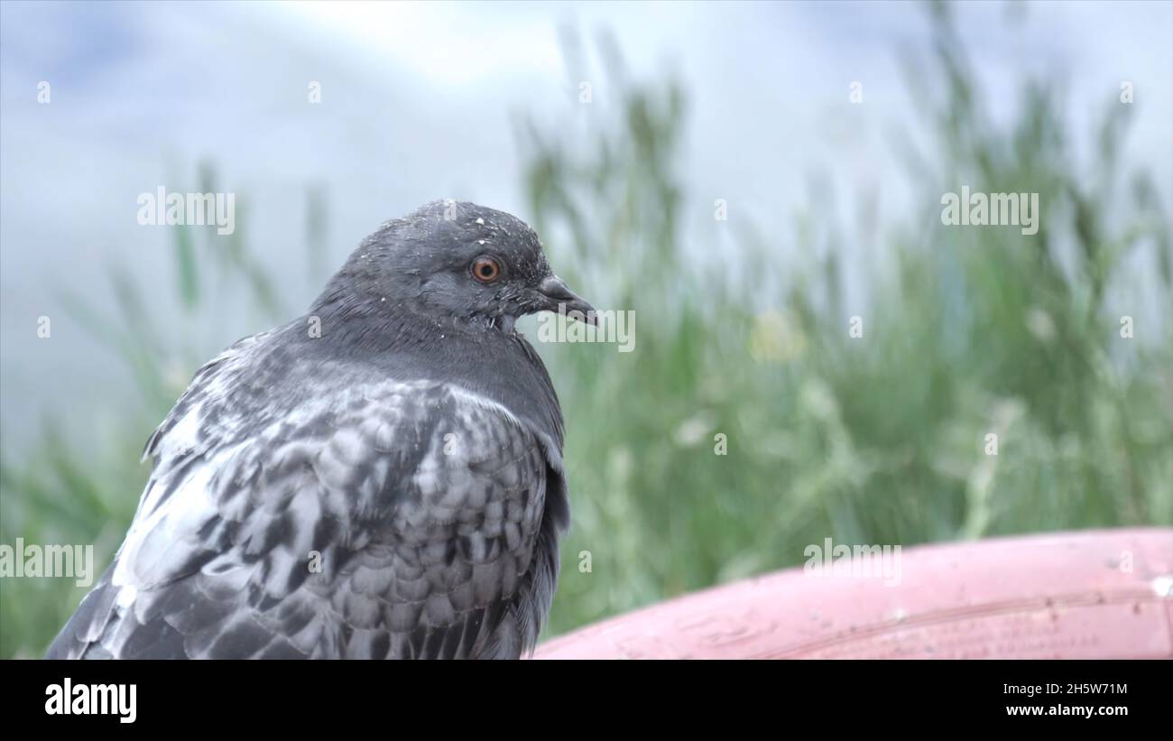 Chilling pigeon hi-res stock photography and images - Alamy