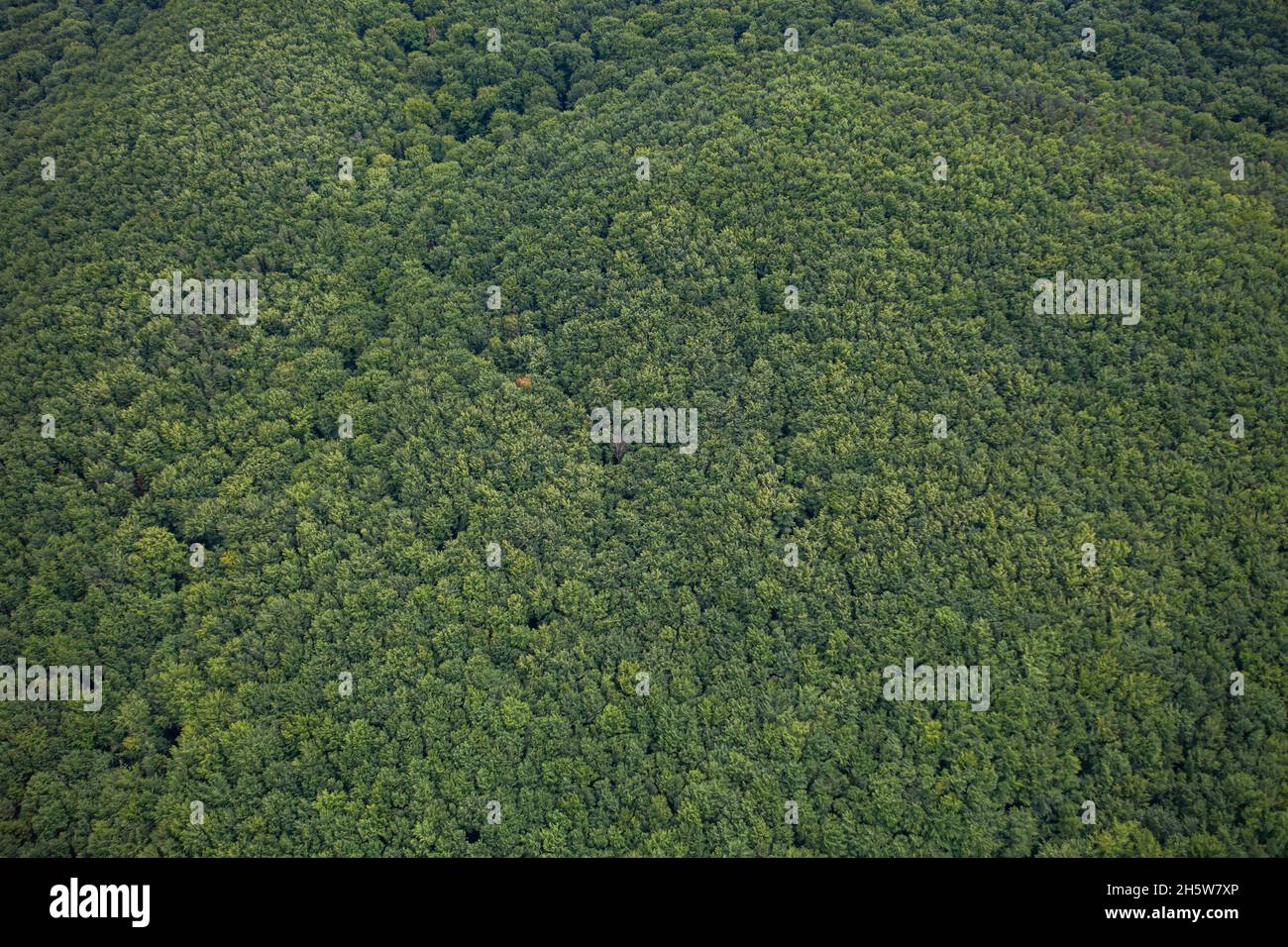 Aerial view on forest from drone Stock Photo - Alamy