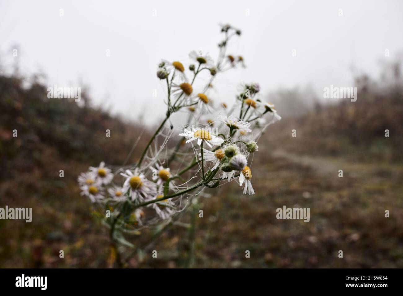 Daisy flowers with dew drops in early autumn morning Stock Photo - Alamy