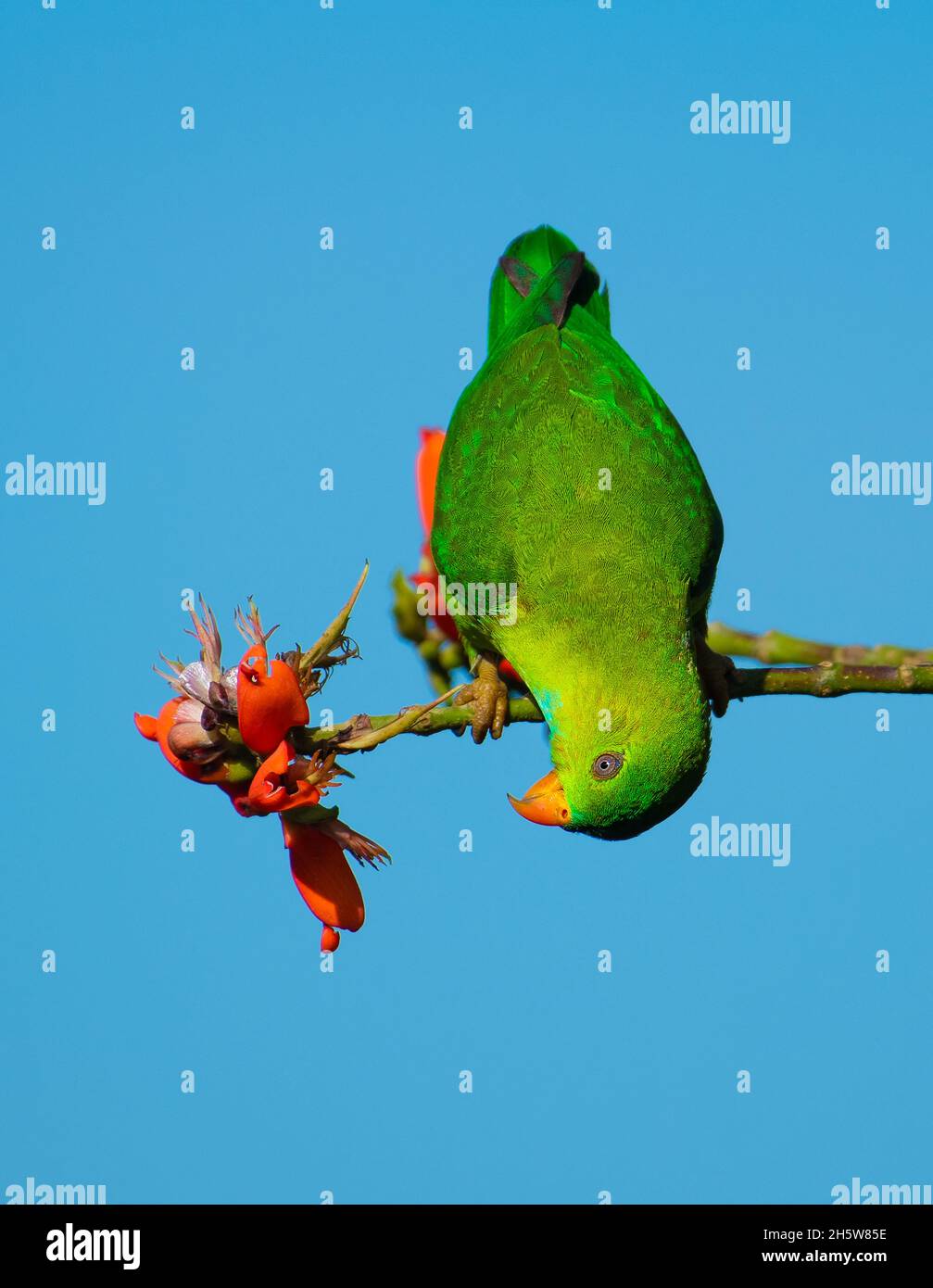 Small birds of india hi-res stock photography and images - Alamy