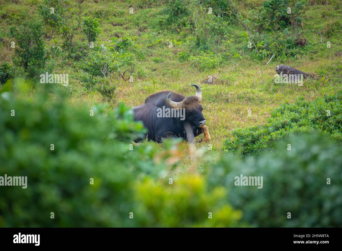 The gaur, also known as the Indian bison, is a bovine native to South ...