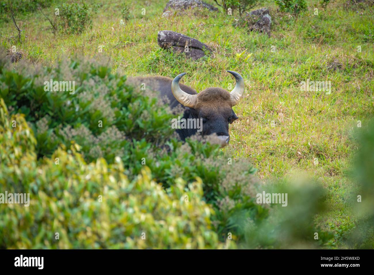 The gaur, also known as the Indian bison, is a bovine native to South ...