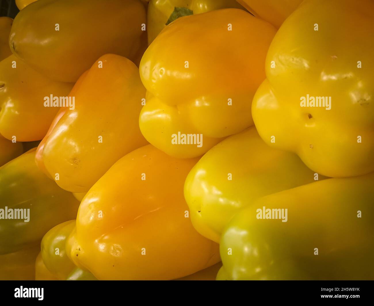 with together of yellow bell peppers grown on a large scale Stock Photo ...