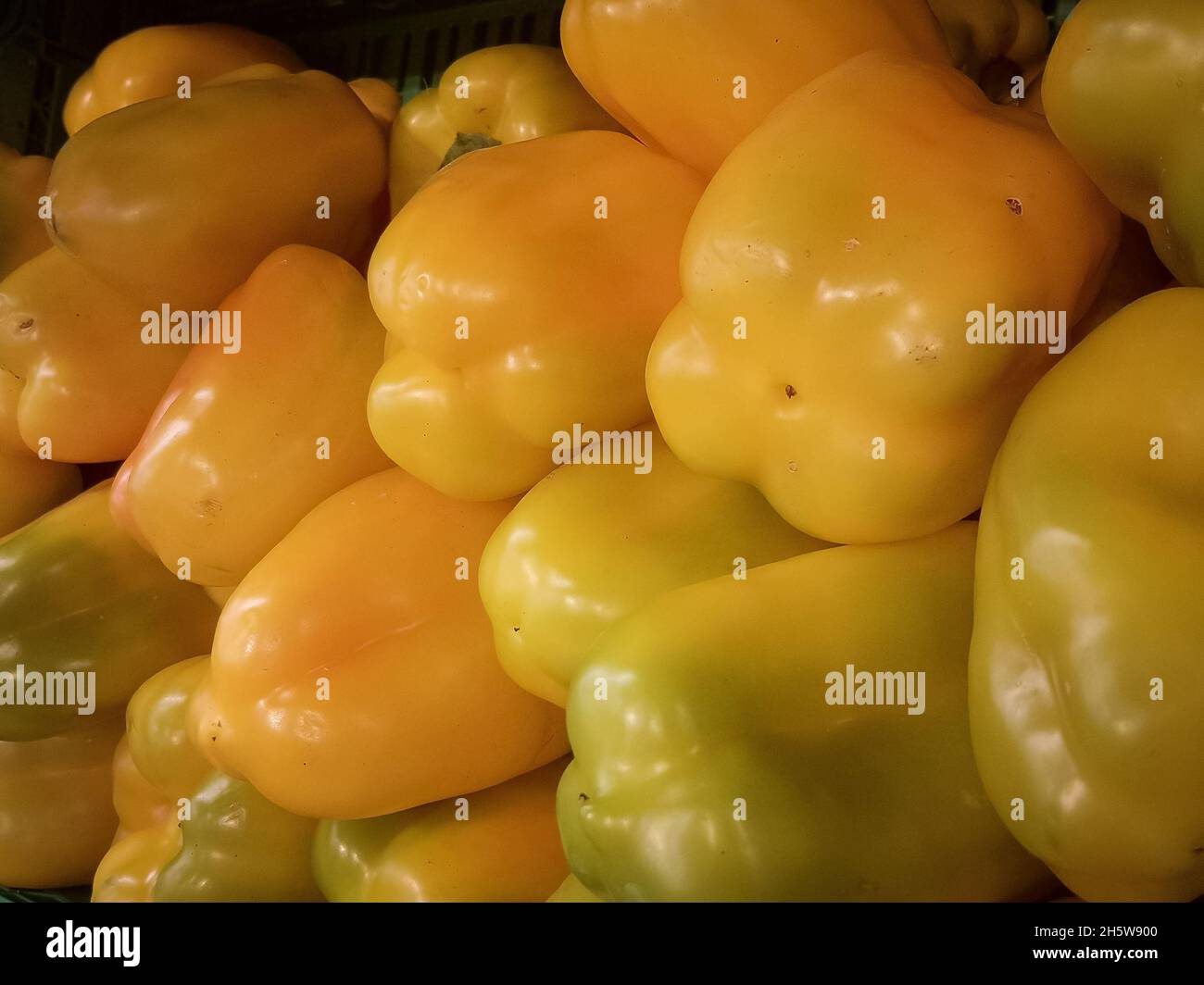 with together of yellow bell peppers grown on a large scale Stock Photo ...