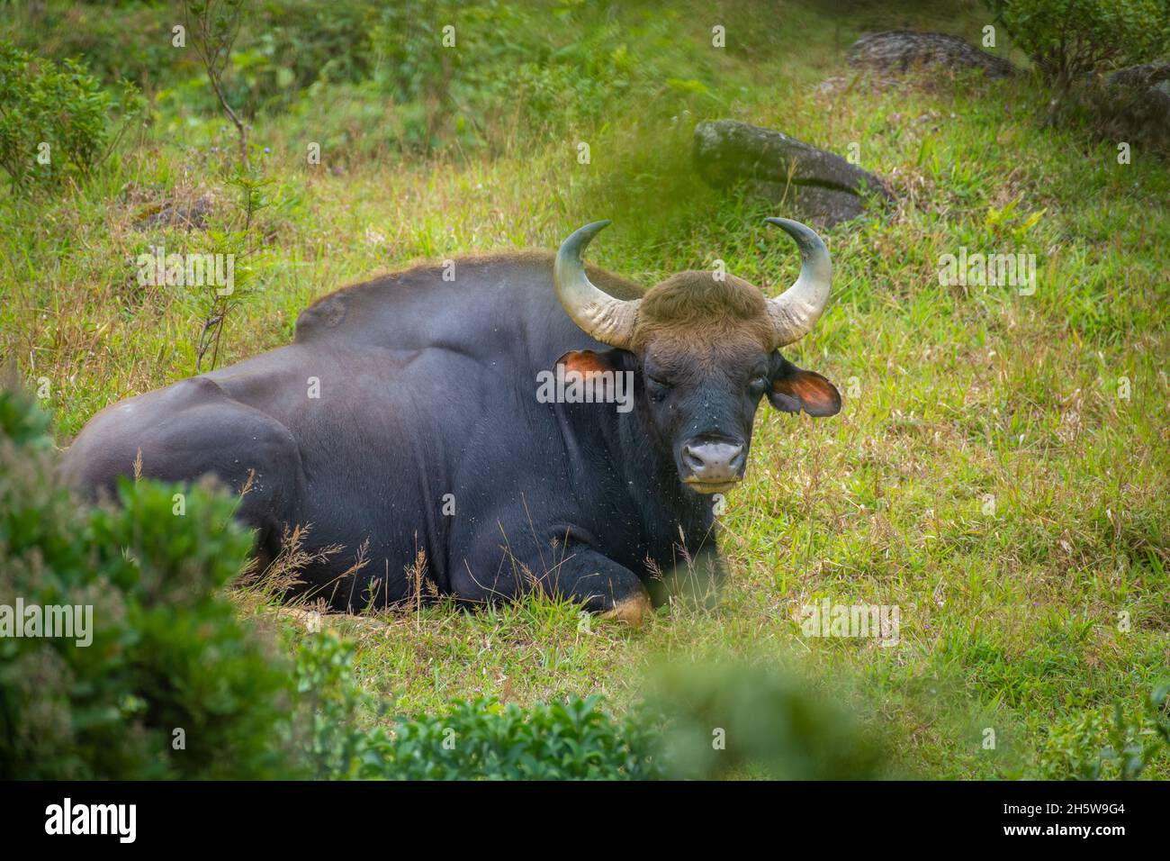 The gaur, also known as the Indian bison, is a bovine native to South ...