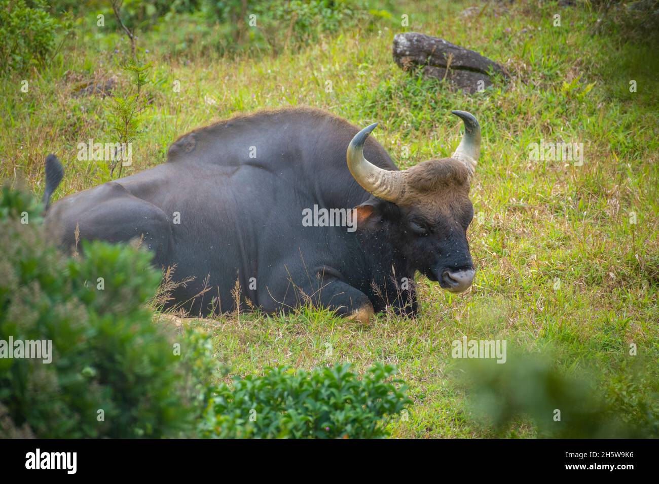 The gaur, also known as the Indian bison, is a bovine native to South ...